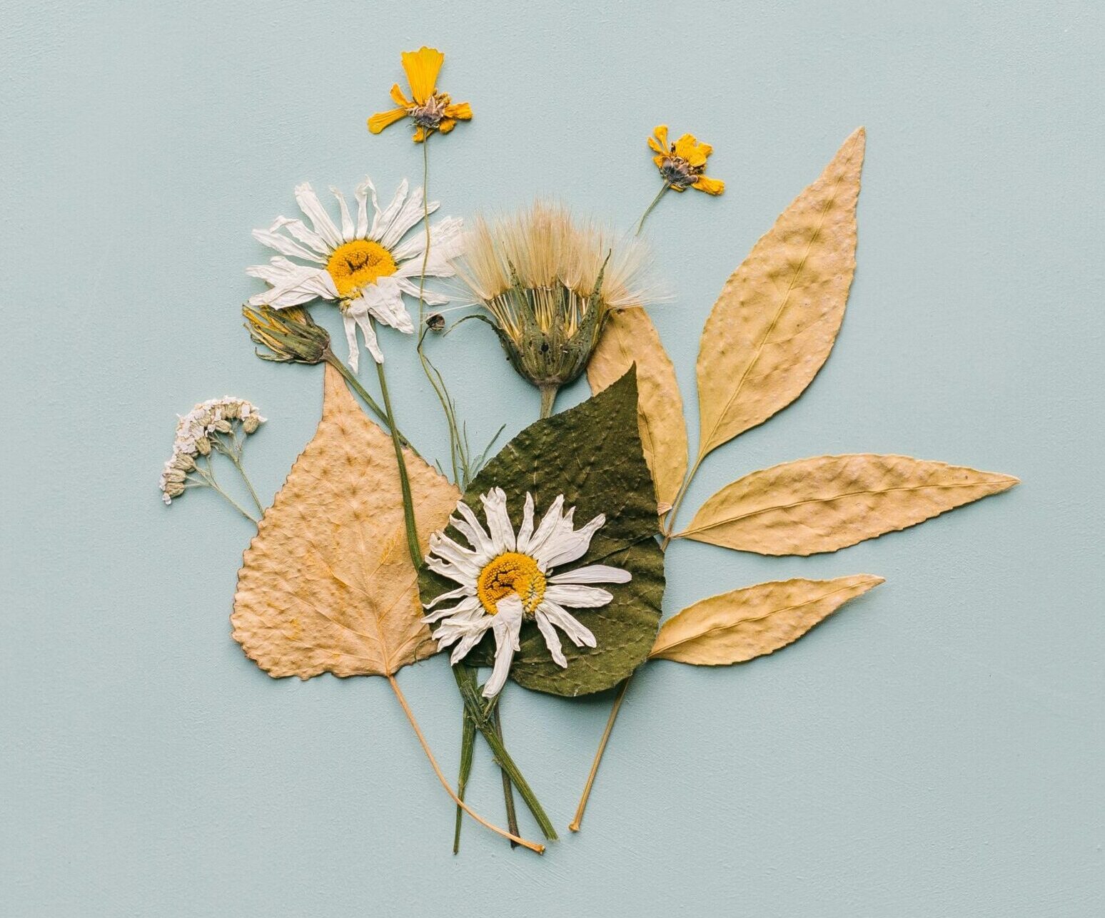 The Art of Pressing Flowers: Everything You Need to Know